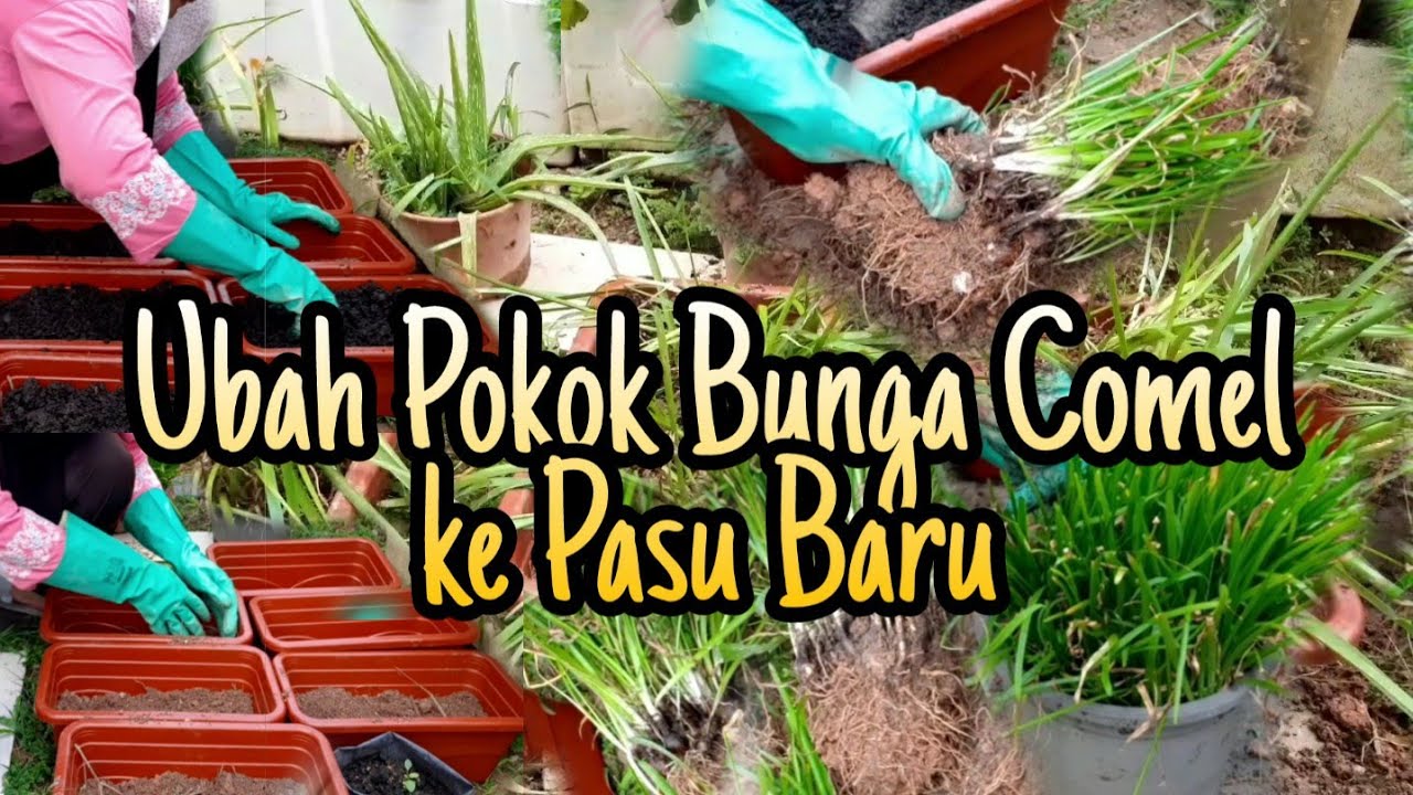 Tukar Pokok Bunga Comel Ke Pasu Baru - YouTube