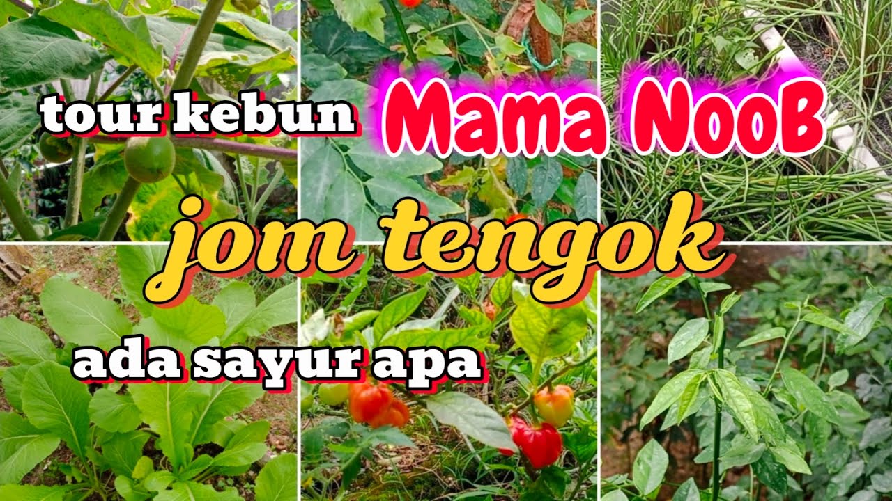TOUR kebun sayur Mama Noob // jom lihat sayur apa yang Mama Noob tanam ...