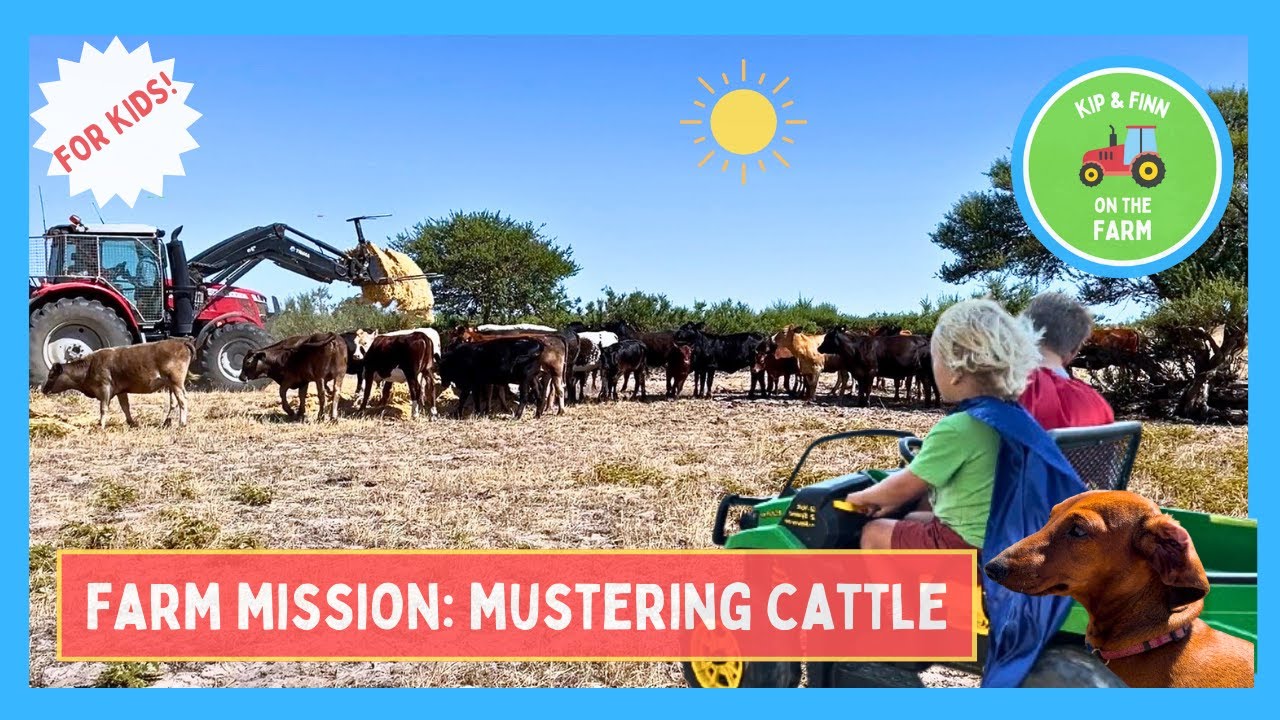 Farm Mission: Moving Cattle to a Fresh Paddock! 🐄 🚜 - YouTube