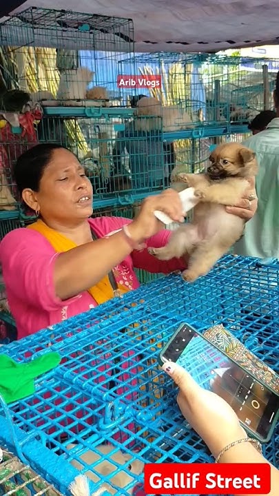 galiff street pet market | dog market Kolkata #shrots #dog #petmarket #galiffstreet - YouTube