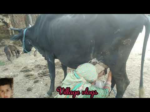 Cow milking by village vlogs