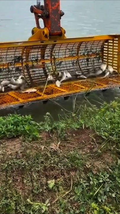 Sekali serok operator excavator panen ikan di sungai‼️ - YouTube