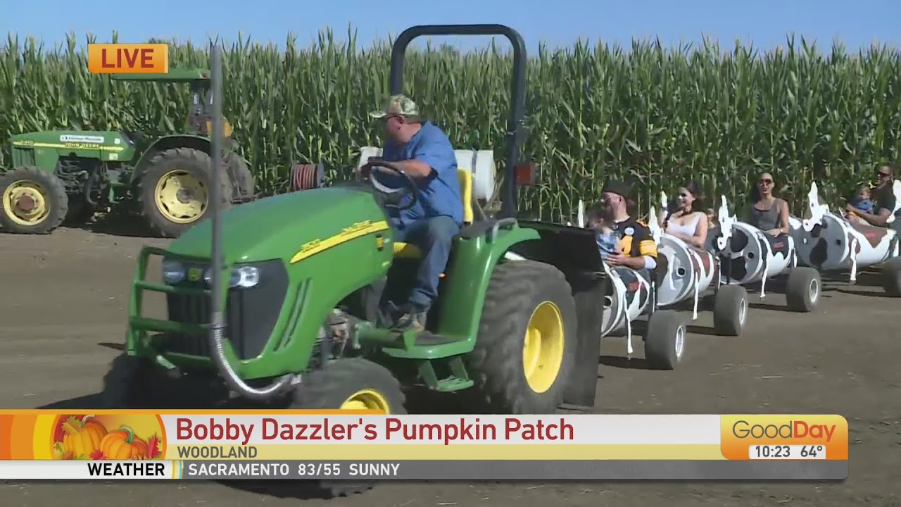 Bobby Dazzler's Pumpkins, Part 1 - YouTube