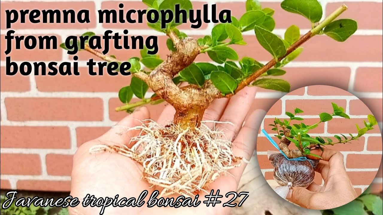 make premna microphylla bonsai from grafting #27 ...