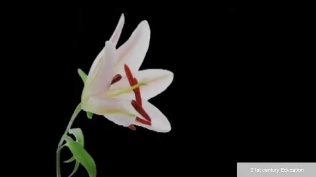 Flowers Sexual Reproduction in Flowering Plants FULL HD - YouTube