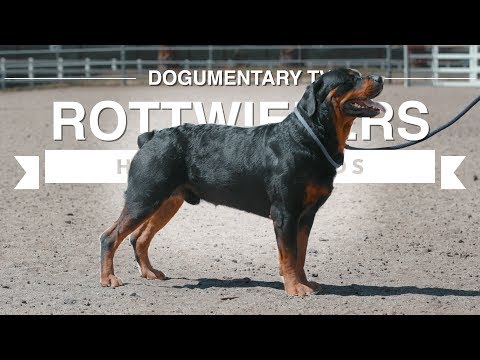 Rottweilers: The Unlikely Herding Superstars
