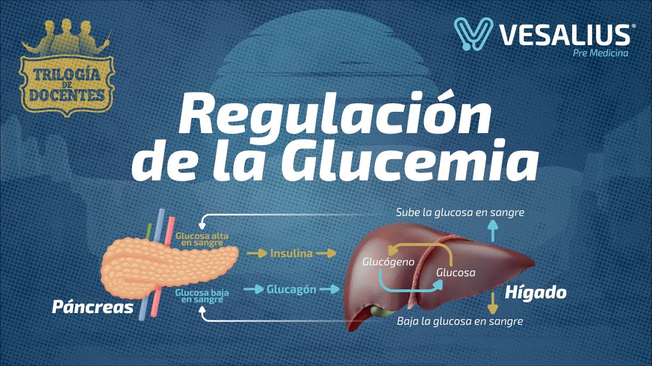 REGULACIÓN DE LA GLUCEMIA - YouTube