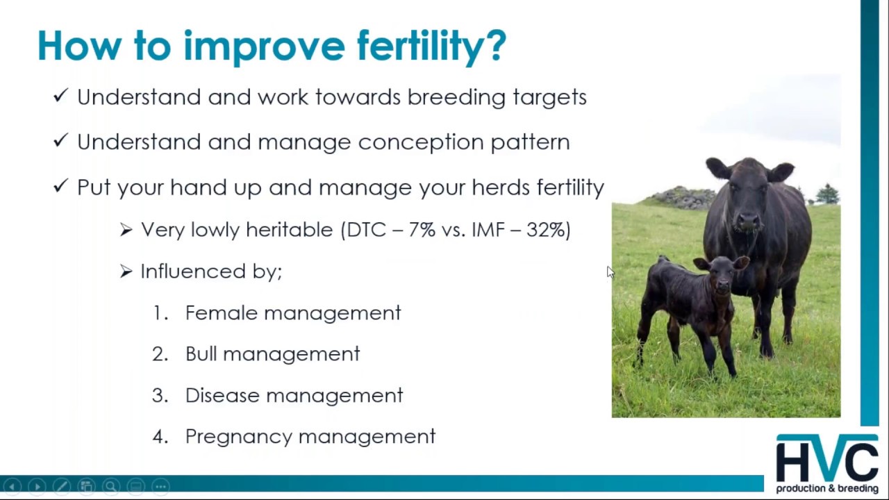 Managing the High Fertility Beef Herd - YouTube