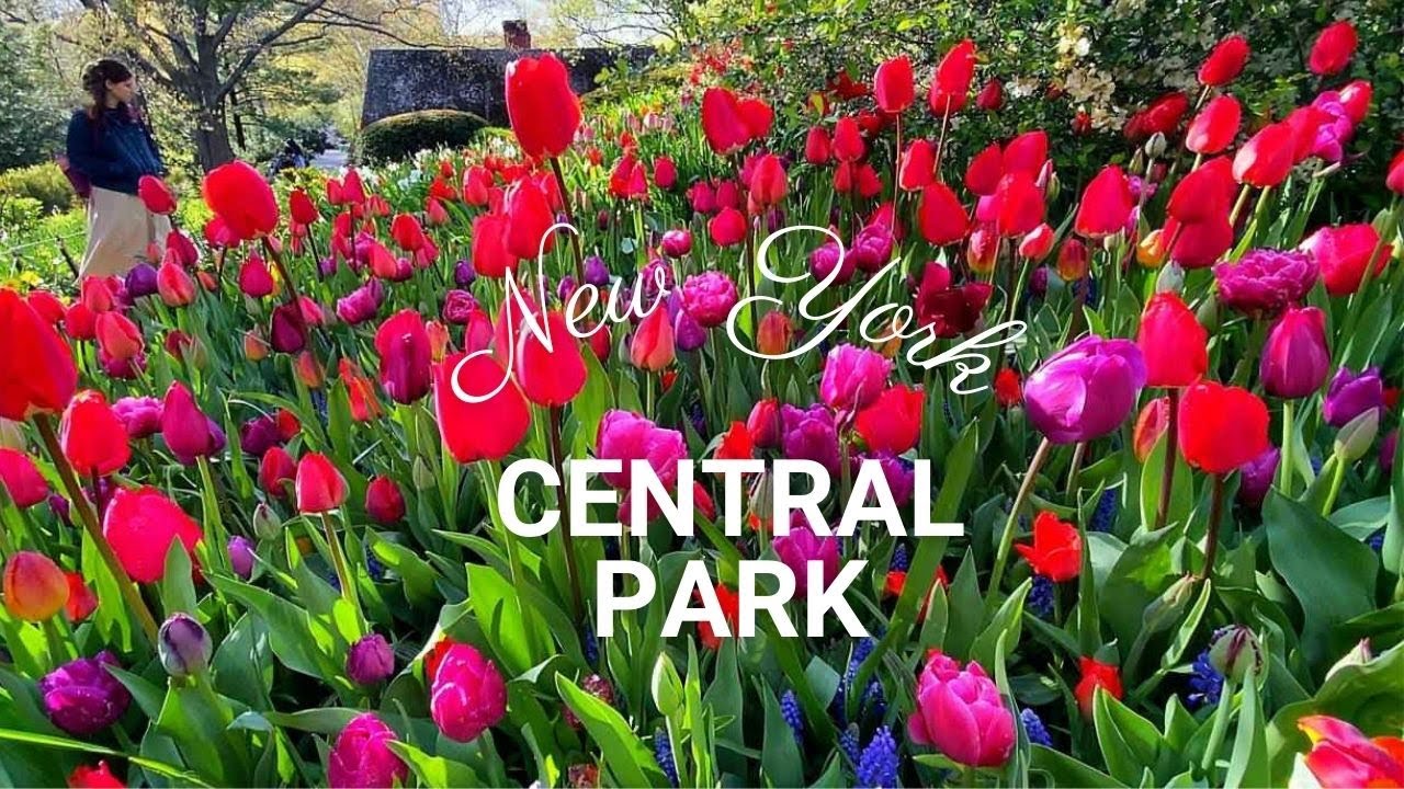 NYC Central Park Spring Highlights Full of Beautiful Blooming Flowers ...