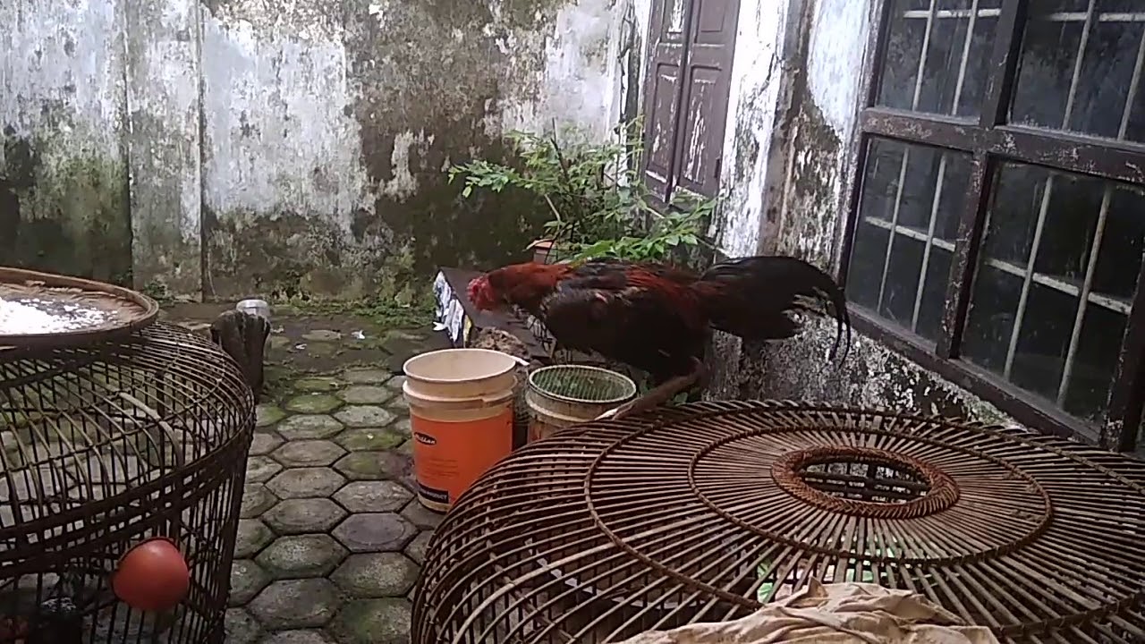 Yoyong hp 08121564185 - YouTube