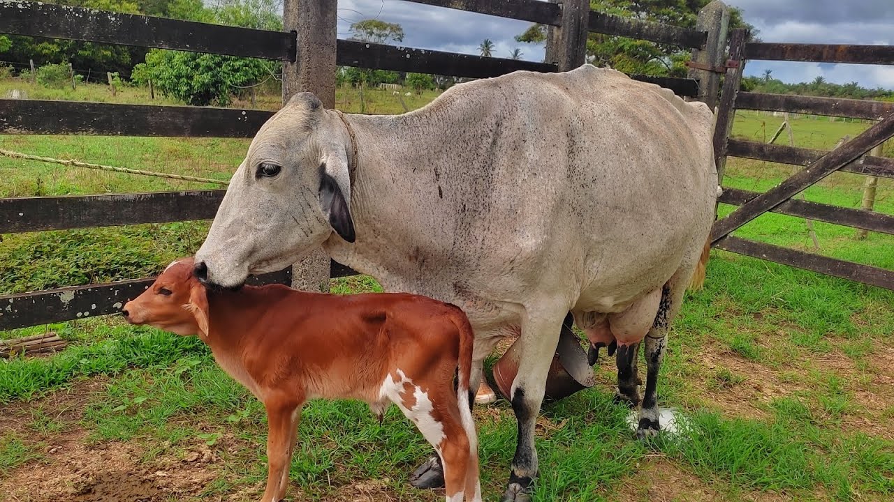 VACA CHUVISCA PARIU - YouTube