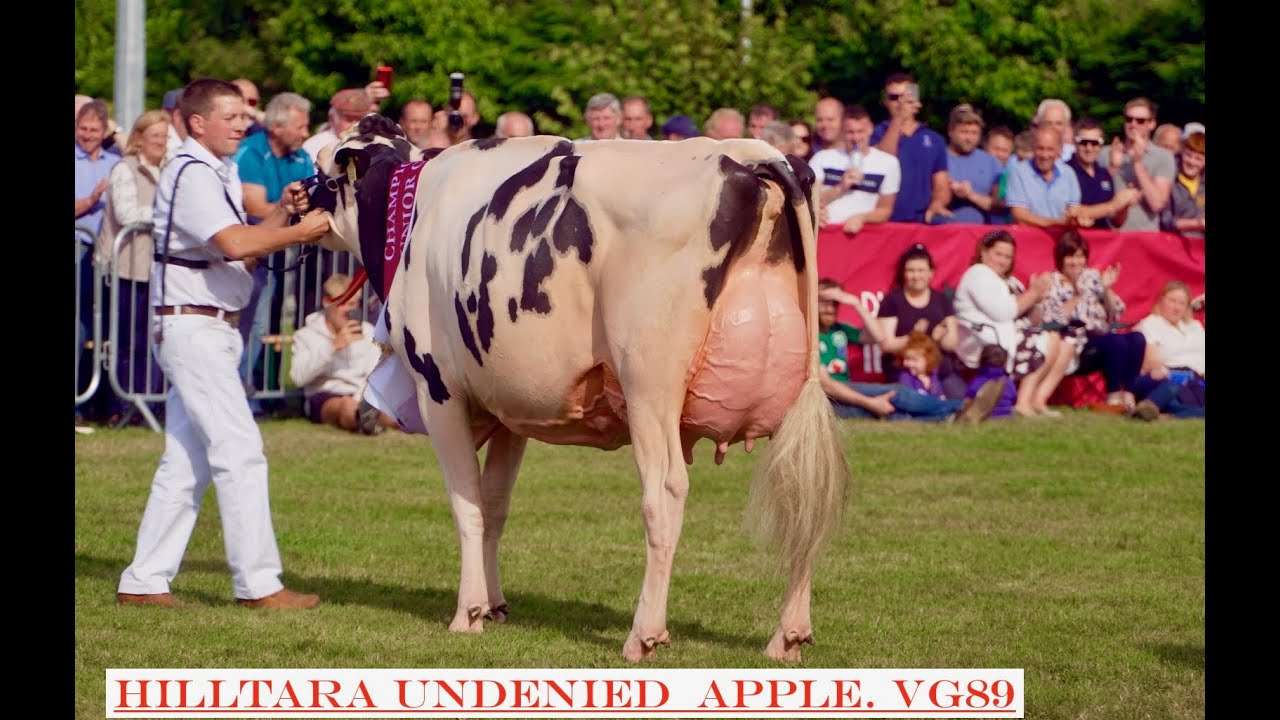 The Bailey's 2022.All-Ireland Dairy Cow Championship.Holstein Junior ...