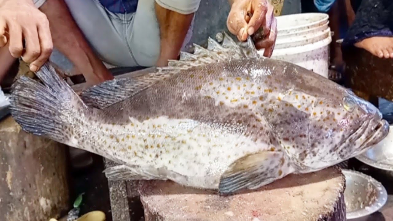 Amazing Giant Hamour Fish Cutting Skills In Bangladesh Local Fish ...