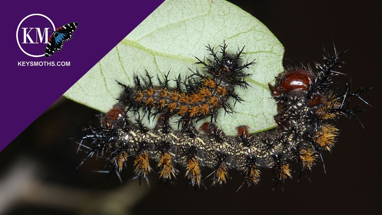 FINDING GIANT STINGING CATERPILLARS IN SOUTH FLORIDA - THE BUCK MOTH ...
