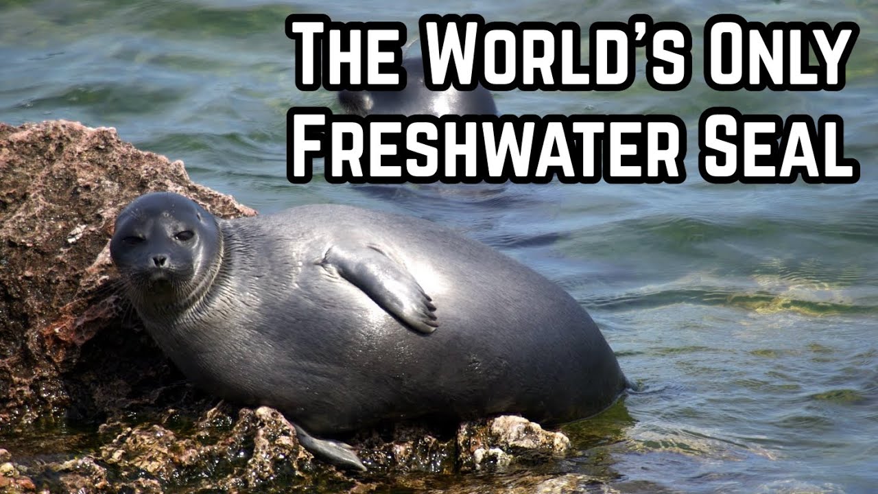The World’s Only Freshwater Seal - YouTube