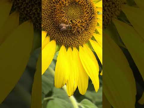 Facts about Sunflowers 🌻🌻🌻
