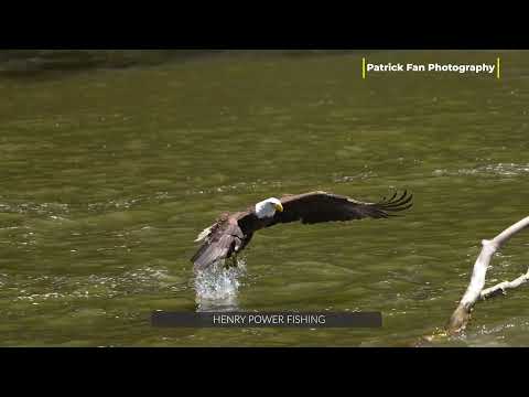🦅 Henry's Epic Fish Catch! A Powerful Bald Eagle Fishing Strike in Slow Motion 4k #viral #wildlife