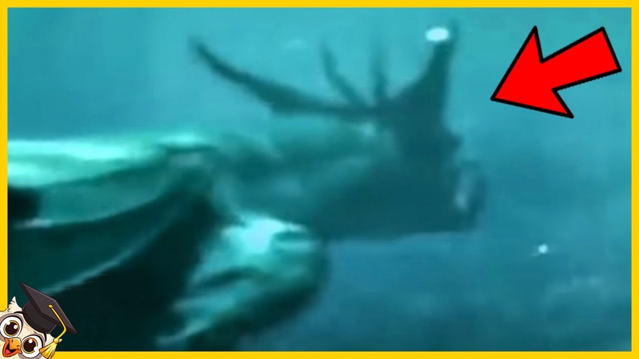 10 Gigantische Zee Monsters Op Camera Vastgelegd - YouTube