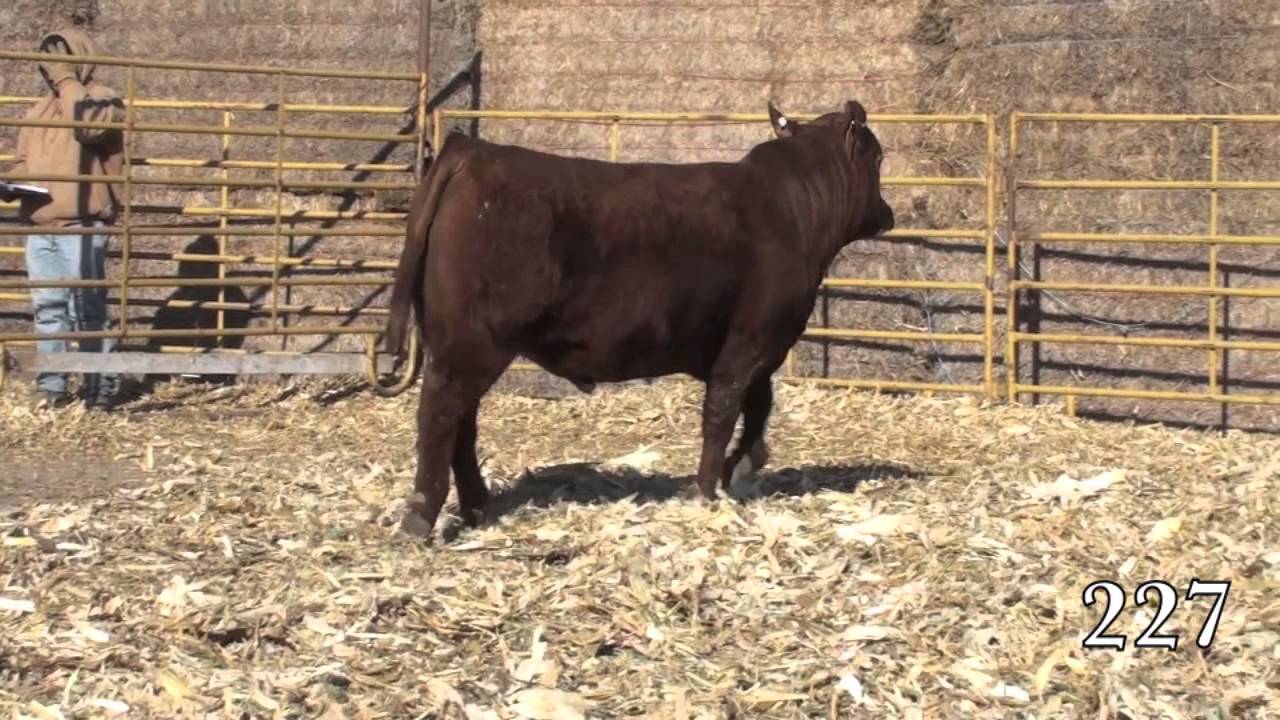 Beckton Red Angus 2015 Sale Lot 227 - YouTube