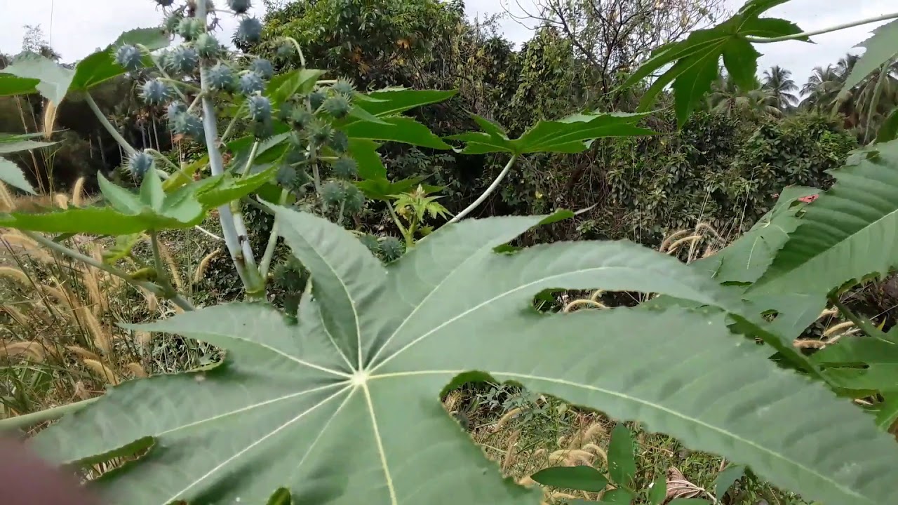 Thel- endaru/Ricinus communis - YouTube