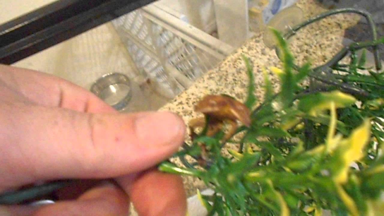 2 Headed Crested Gecko - YouTube