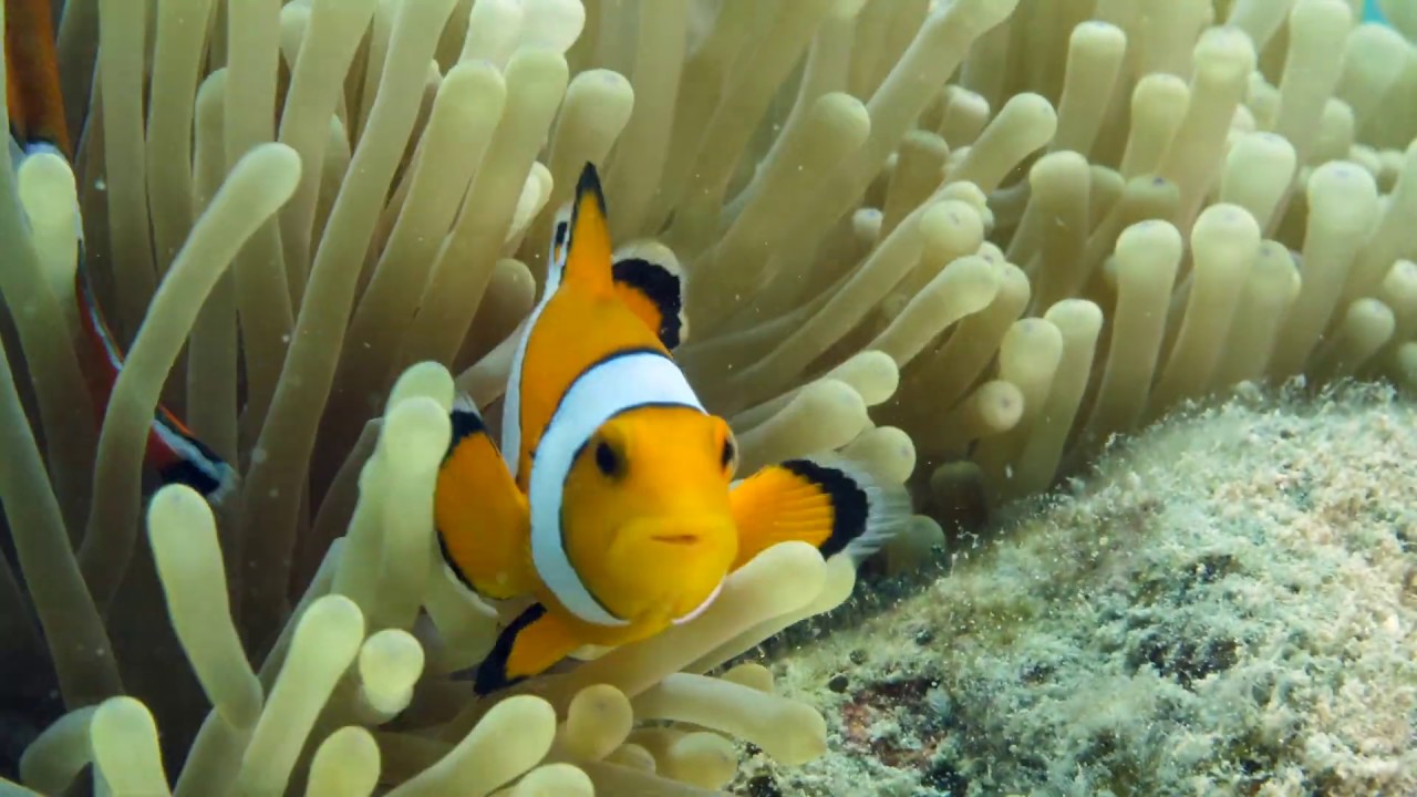 Nemo Reef | Scuba Dive Site in Havelock, Andamans - YouTube