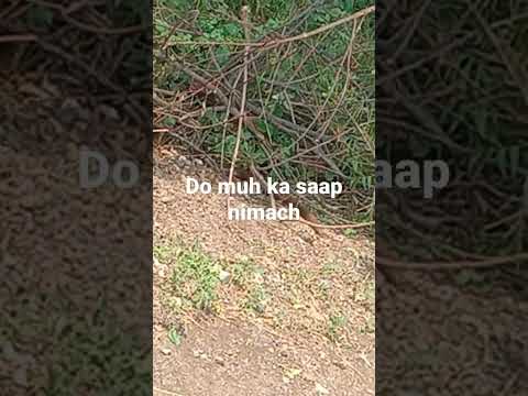 do muh ka saap 2kg wet - YouTube