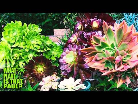 AEONIUM VARIETY (MEGA MIX) 2 / FLOWERS / Different TYPES and Some of My Favorite LARGE Varieties