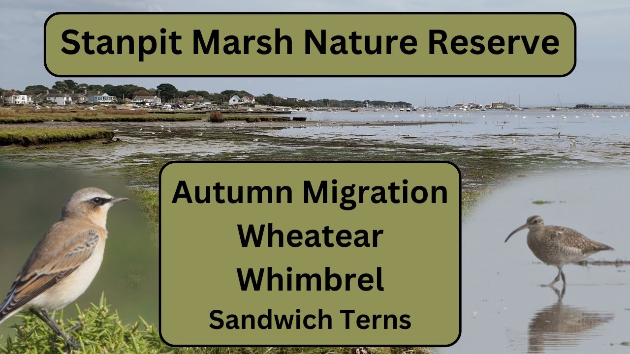 Stanpit Marsh - Autumn Migration. Wheatear, Whimbrel and Sandwich Turns ...