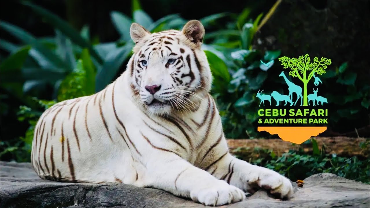 Site Seeing of the Different Animals at Cebu Safari Adventure Park ...