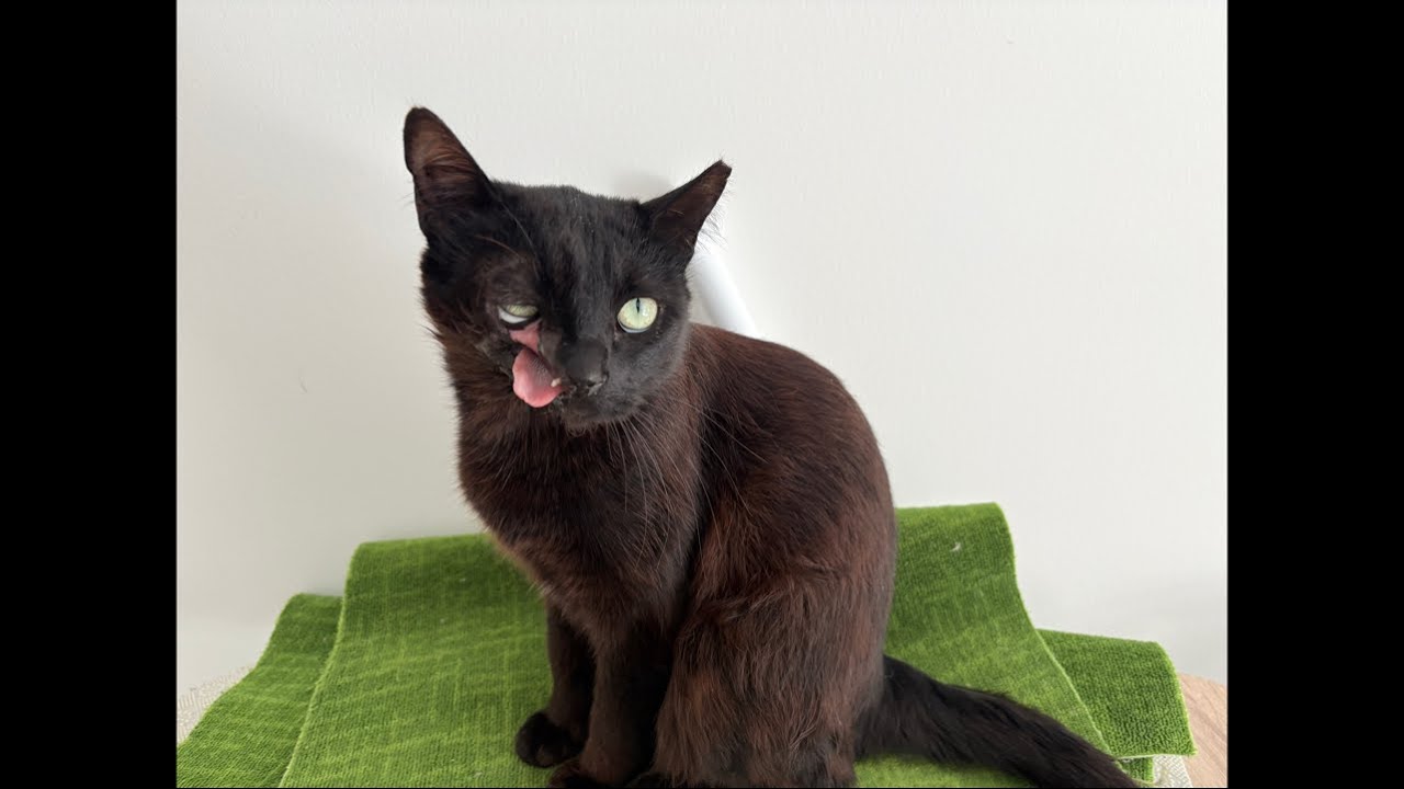 I am Raven is live - YouTube