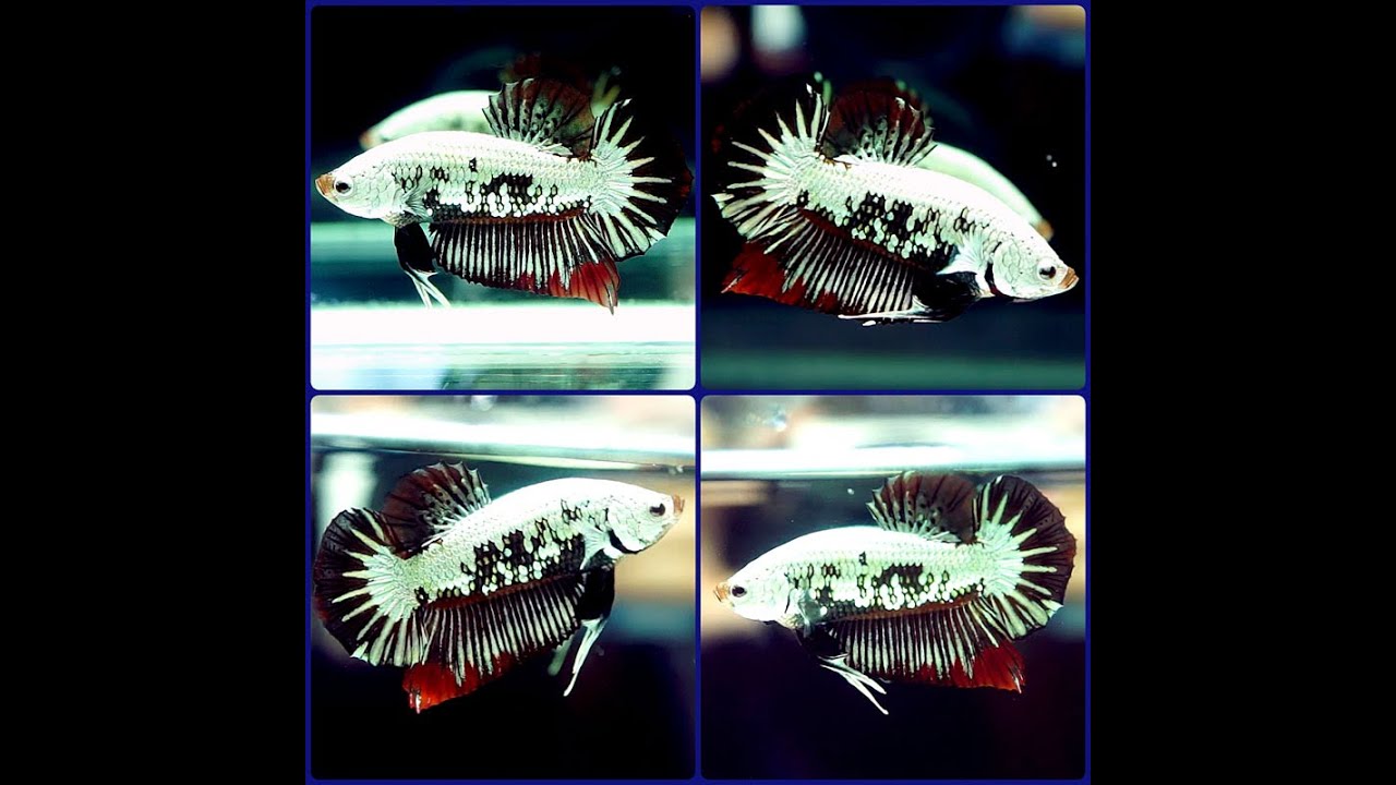 A636 BLACK DRAGON SAMURAI HMPK Male Betta Fish - YouTube