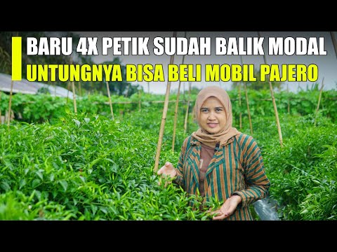 Baru 4 Kali Panen Cabe Sudah Balik Modal, Untungnya Bisa Beli Mobil