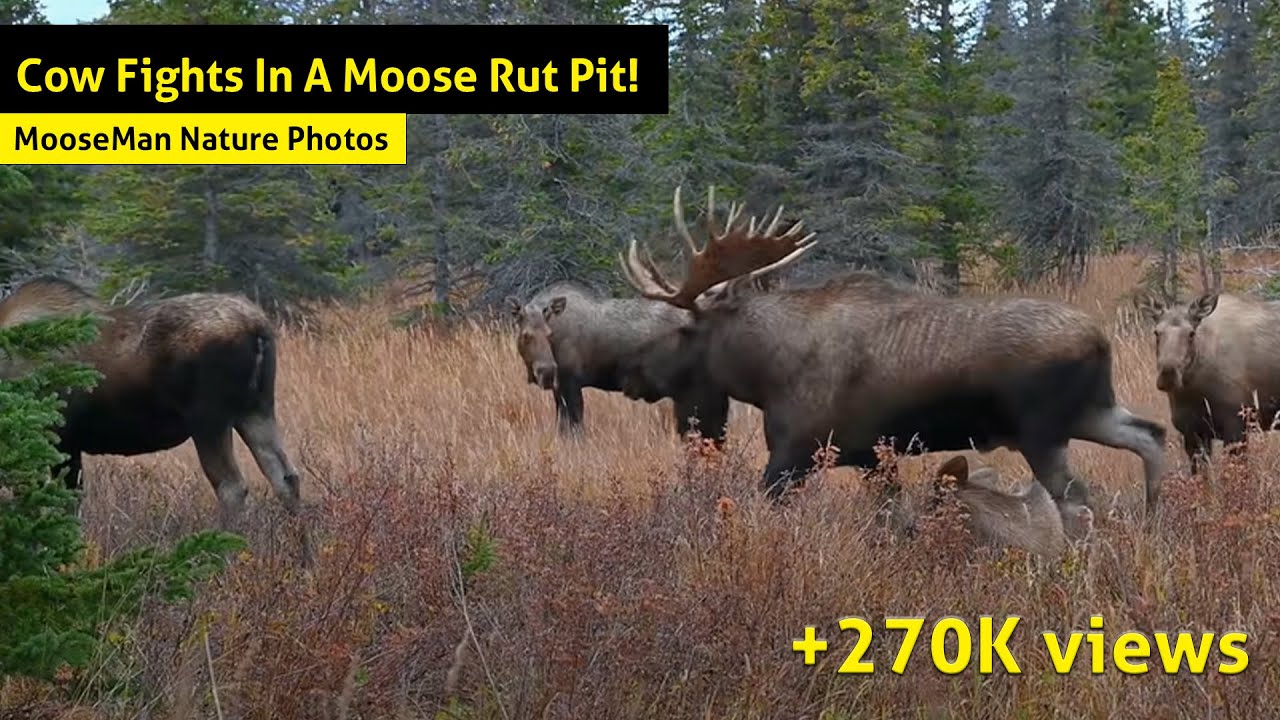 Cow Fights In A Moose Rut Pit! - YouTube
