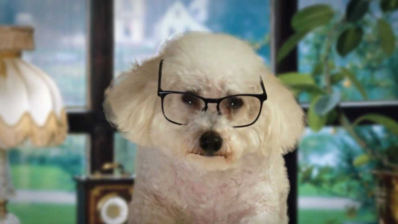 Toby the dog is using siri on his iphone - YouTube