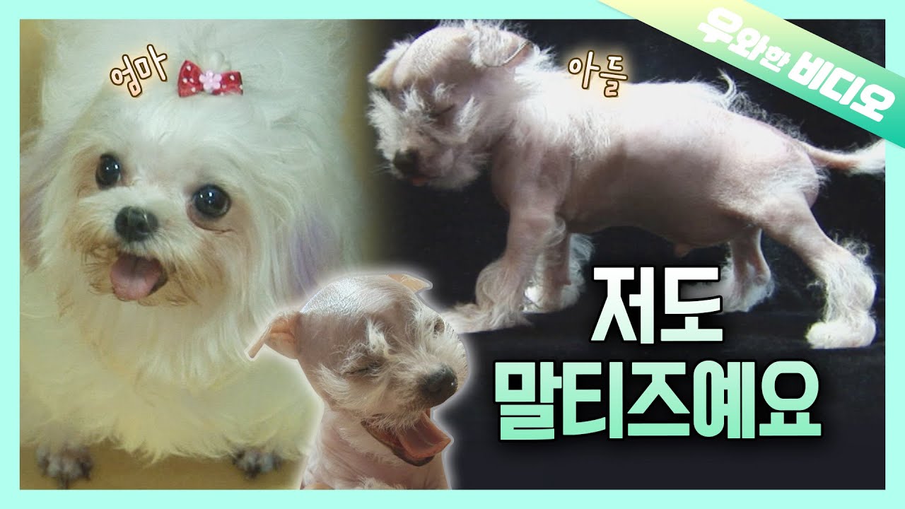 말티즈 엄마와 말티즈 아빠 사이에서 난 망아지?┃ A Colt Whose Mother and Father are Both ...