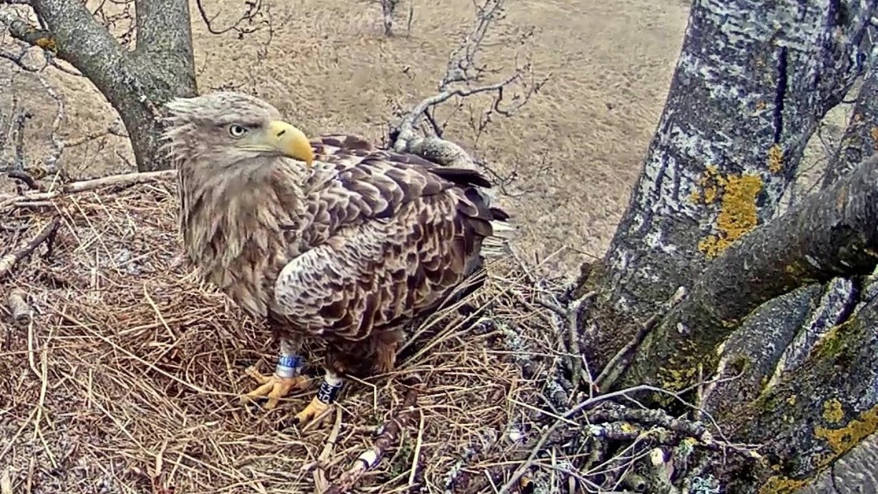 Merikotkas~Juvenile on the nest tree! Male & Female are calling~6:22 am ...