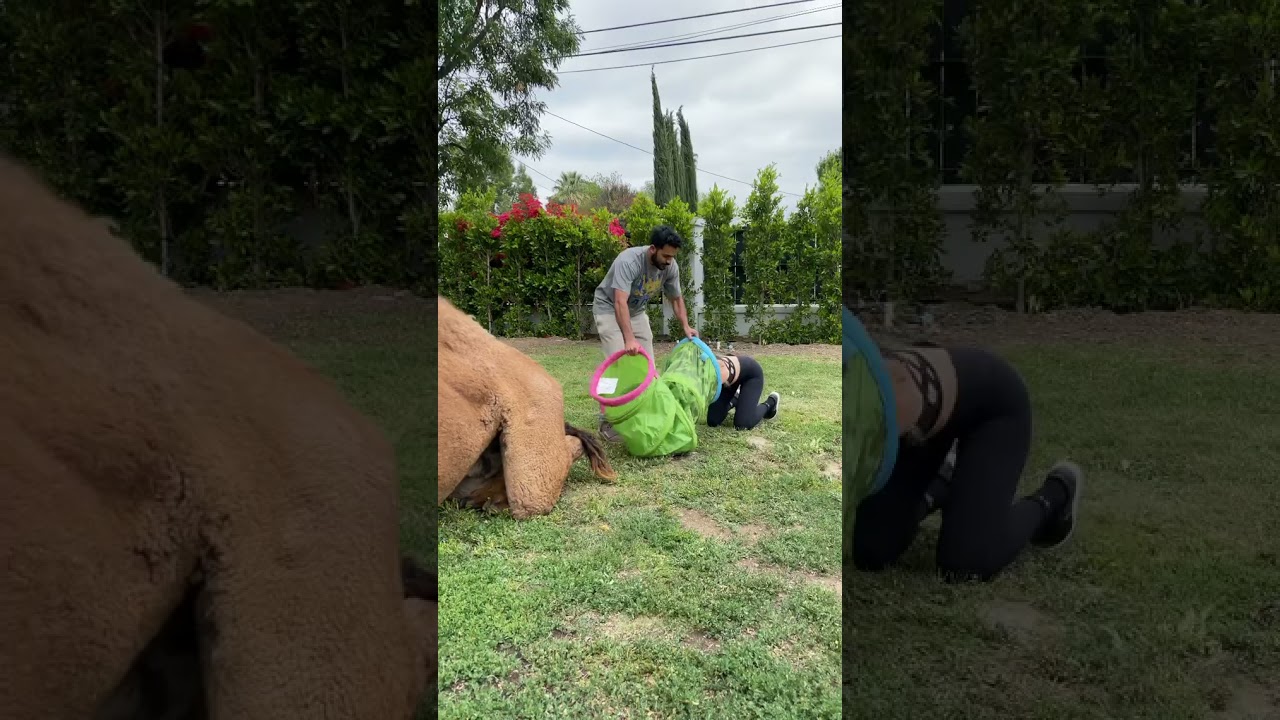 funny pranks | camel poop 💩🤣 - YouTube