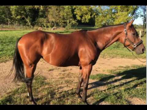 Dreamhorse.com - Bay American Appendix AAHA Horses - YouTube