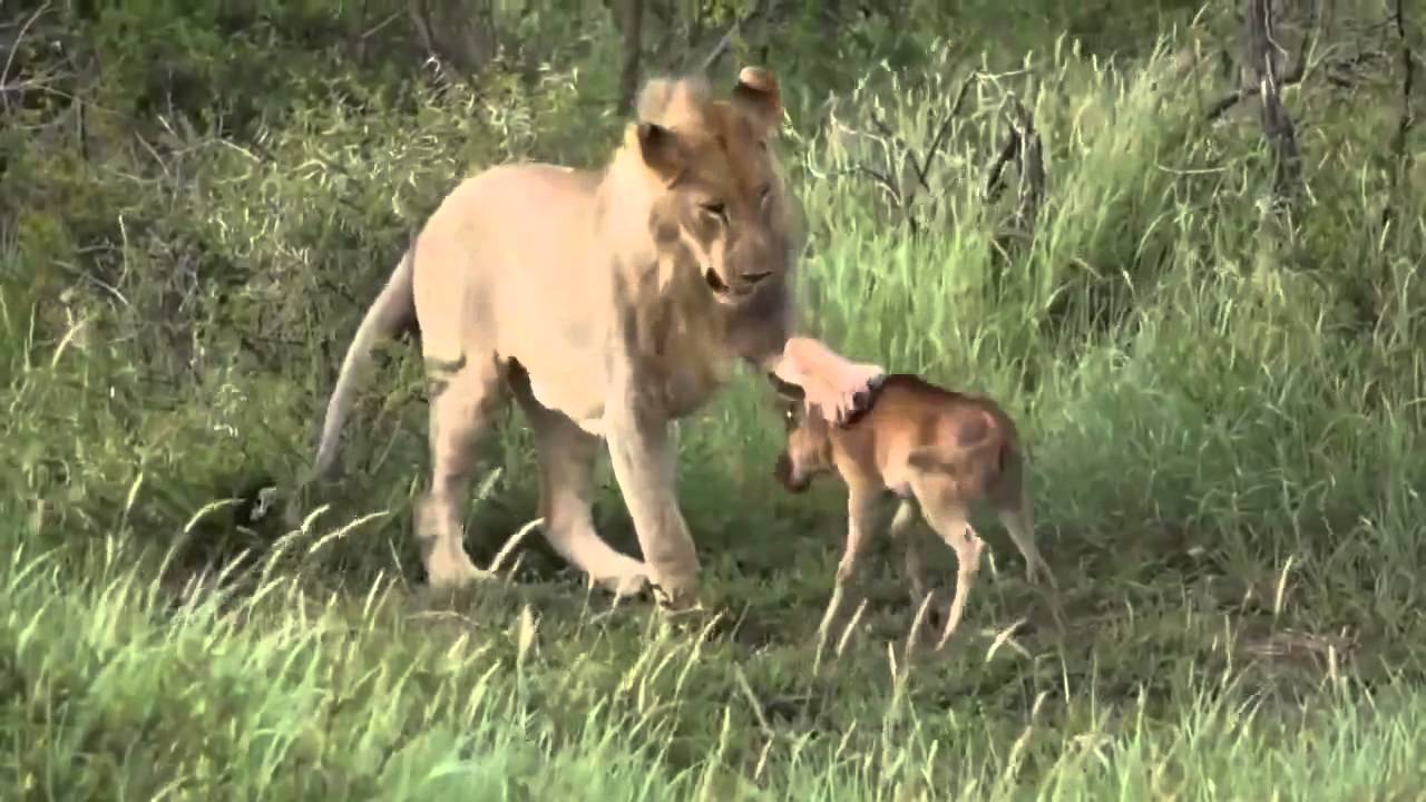 Animal Friendship Real Life in The Wild ! - YouTube
