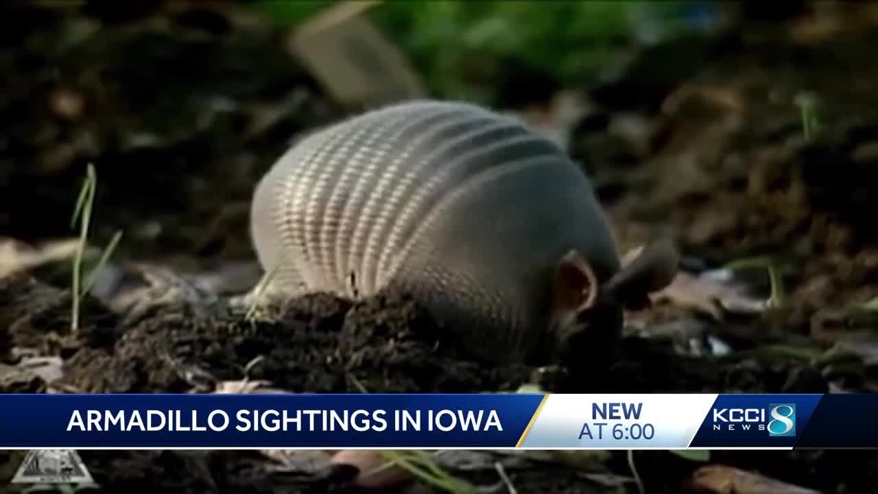 Armadillo sightings in Iowa - YouTube