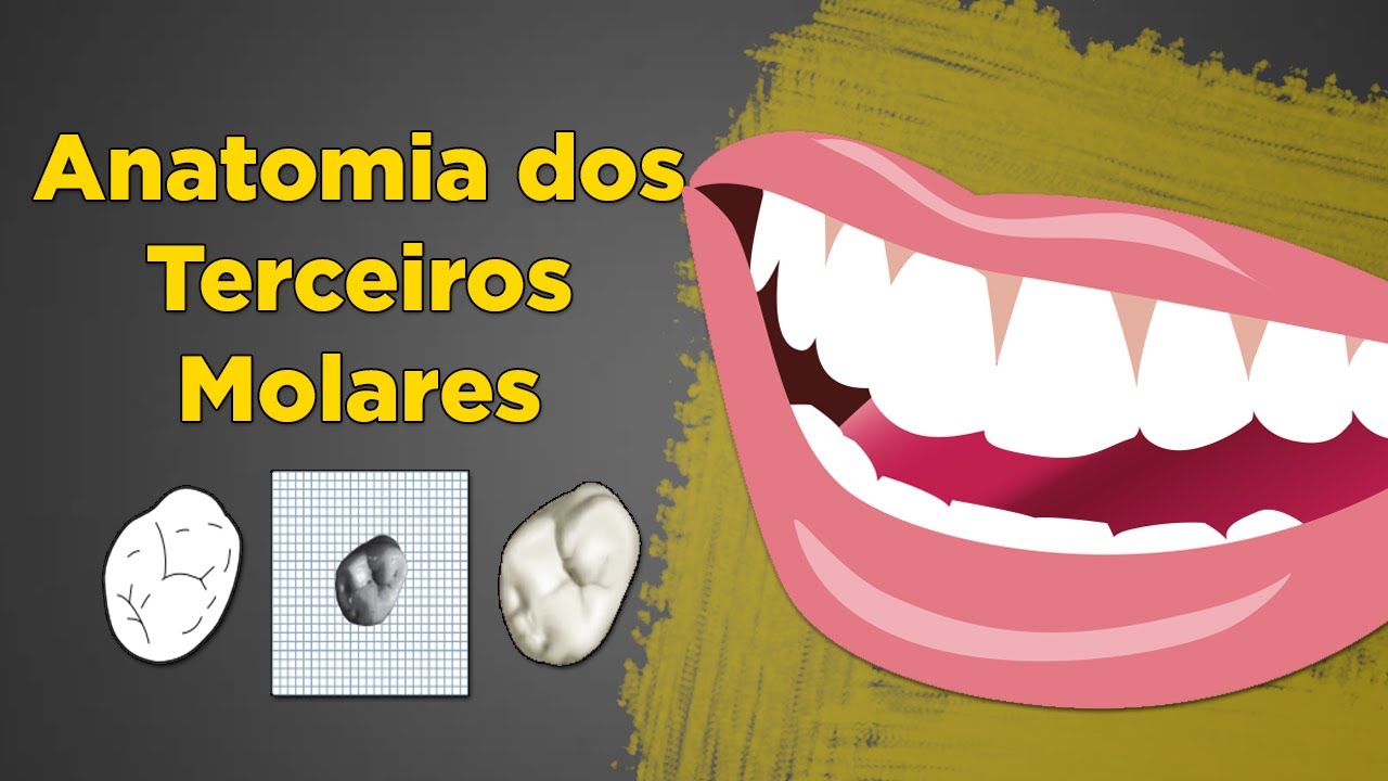 Anatomia dos Terceiros Molares - Resumo de Anatomia Dental – Dente 18 ...