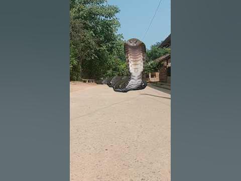 Anaconda snake in real life p54|#shots#snake#python#snacks#nagin# ...