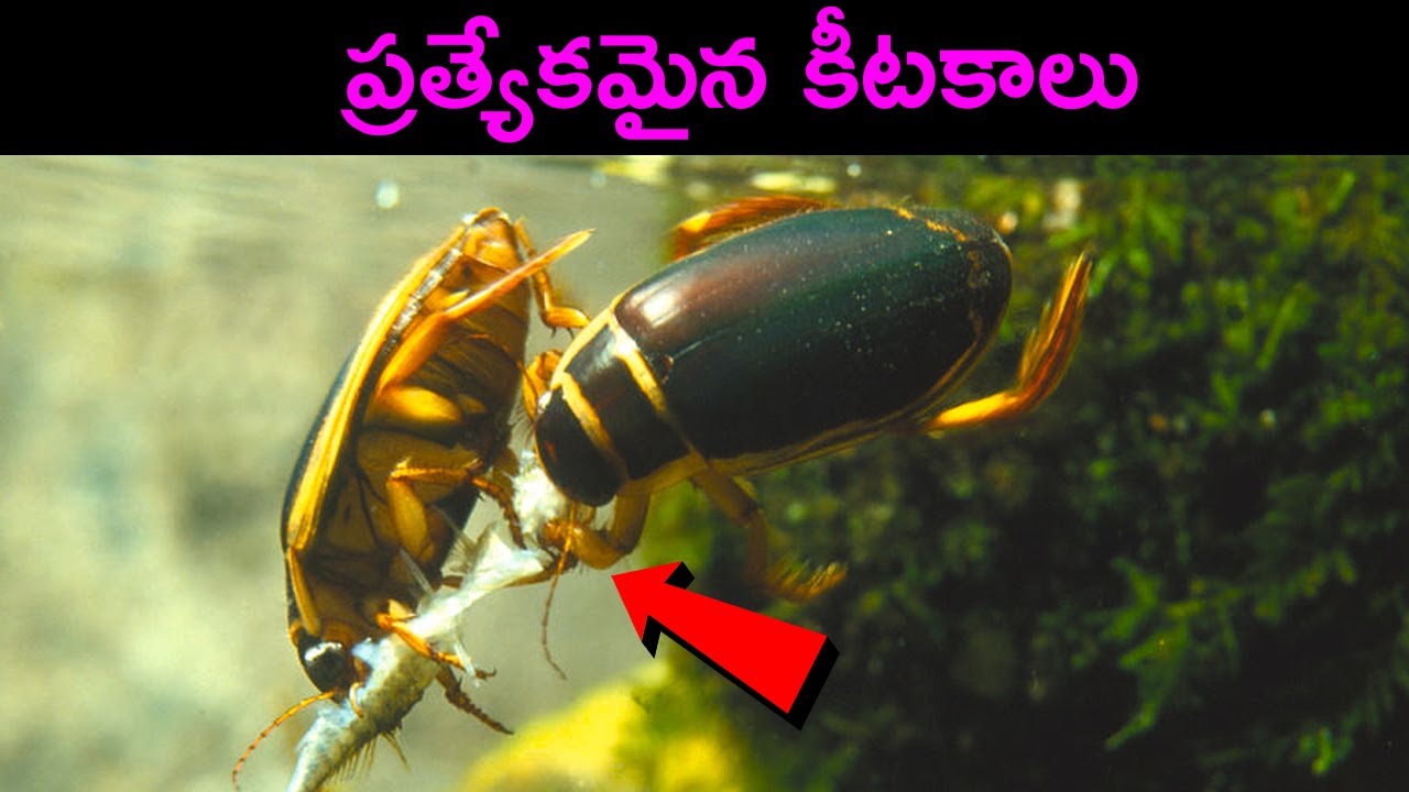 Special Insects || T Talks - YouTube