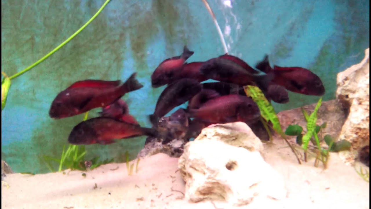 Tropheus sp. Red moliro - YouTube