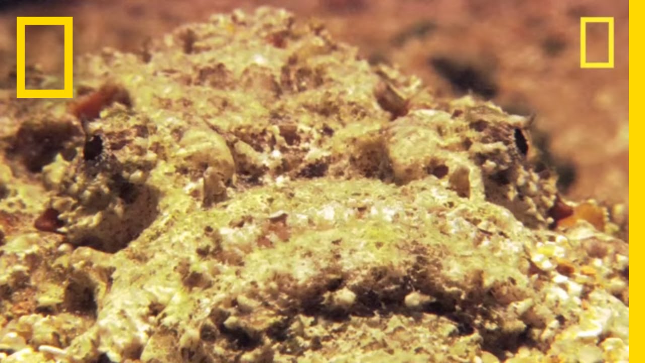 World's Best-Disguised Predator Fish?| National Geographic - YouTube