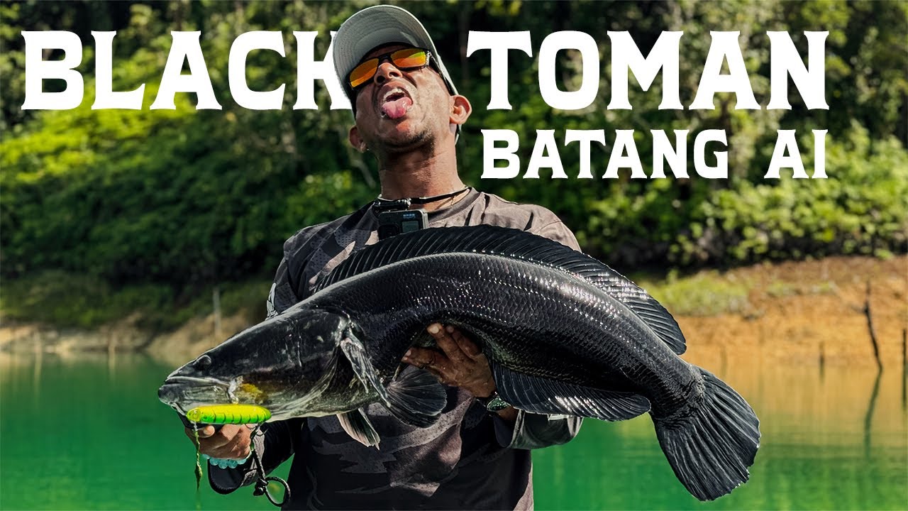 Black Toman Batang Ai - YouTube