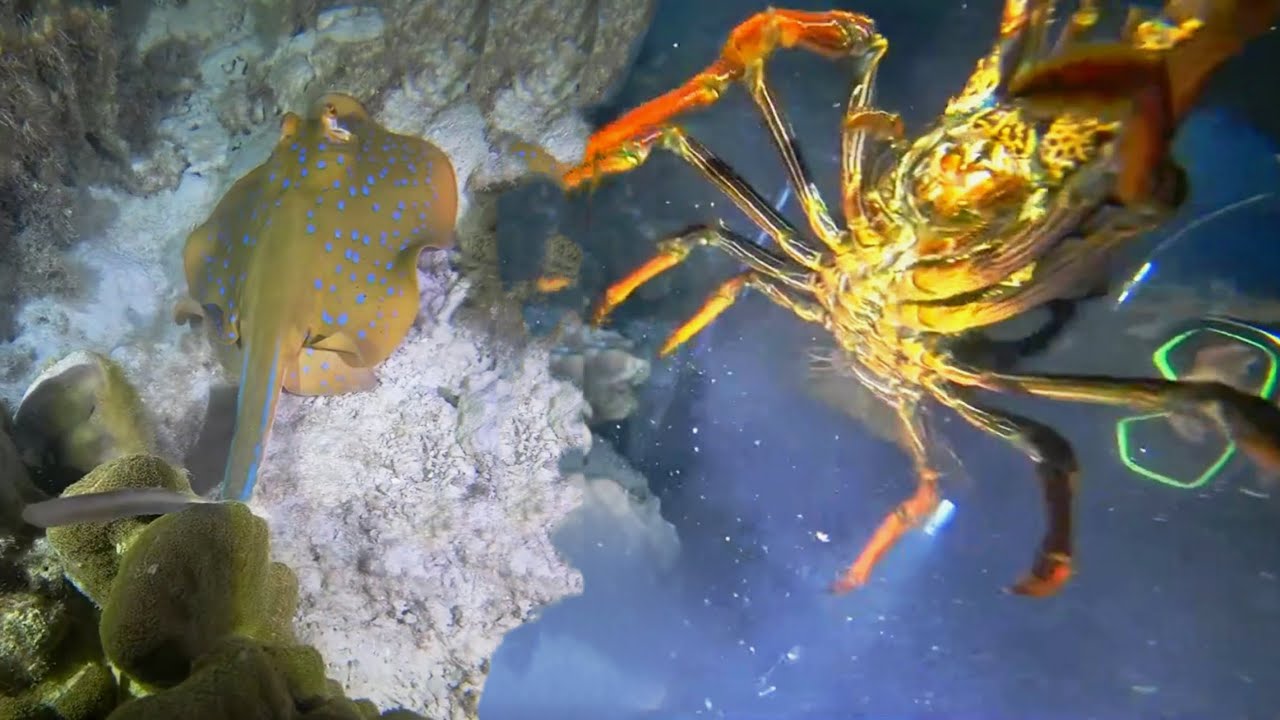 Diving to catch lobsters, parrot fish, crabs - Catching fish on the ...