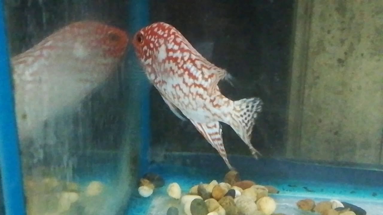 Super Red Texas Cichlid - YouTube