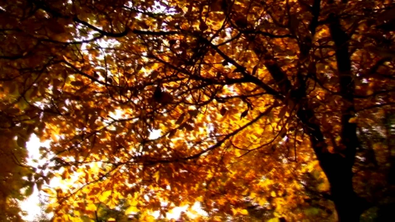 Autumn leaves 2 - Free HD stock footage - YouTube